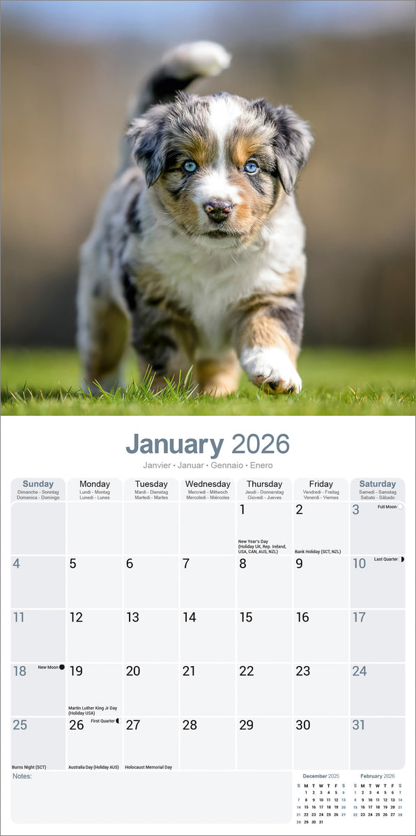 Australian Shephard Kalender 2026 – De Kalenderman