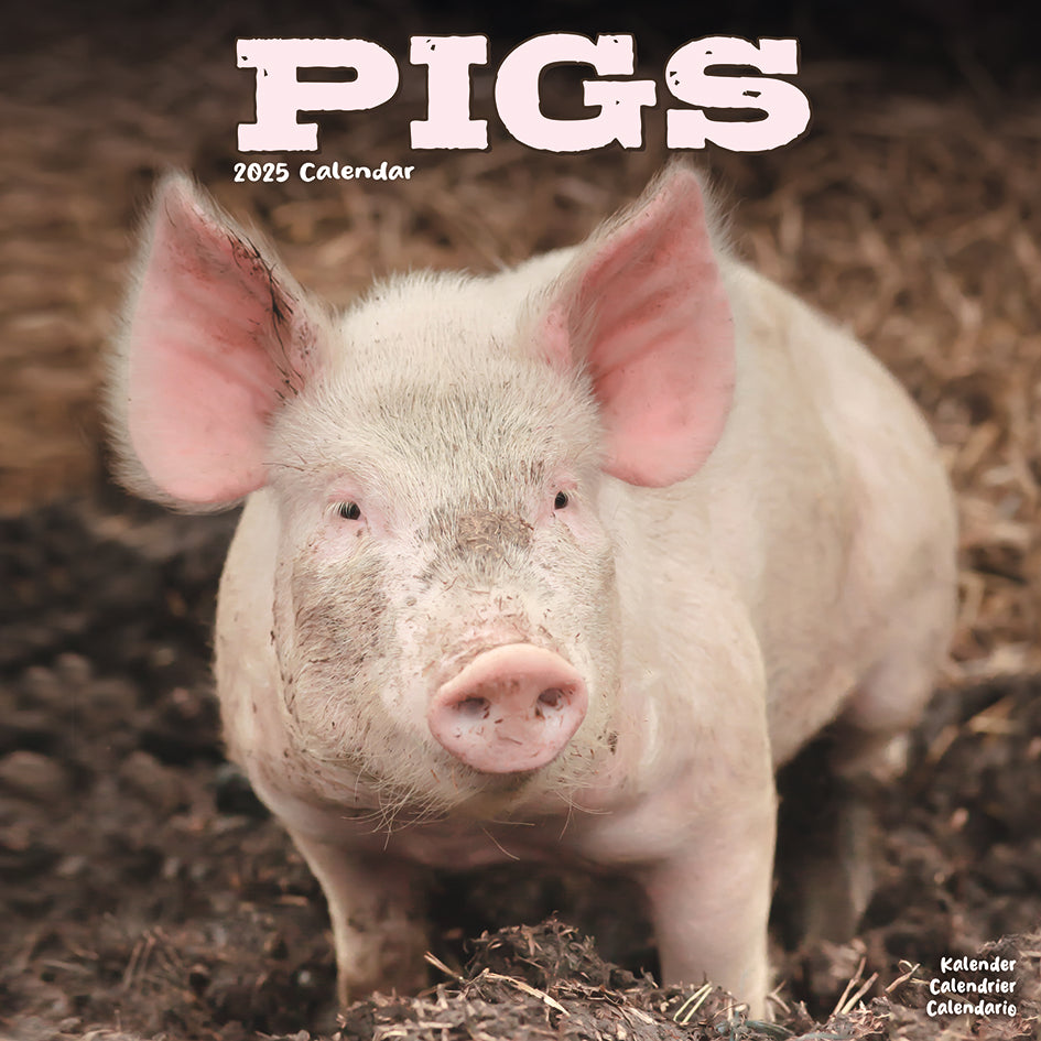 Pigs Kalender 2026 – De Kalenderman